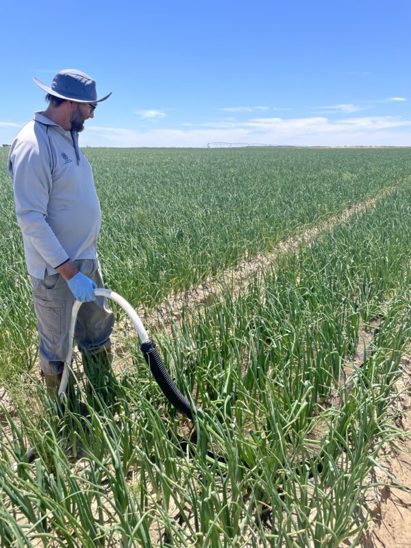 Understanding and managing fusarium basal rot in onions - AUSVEG