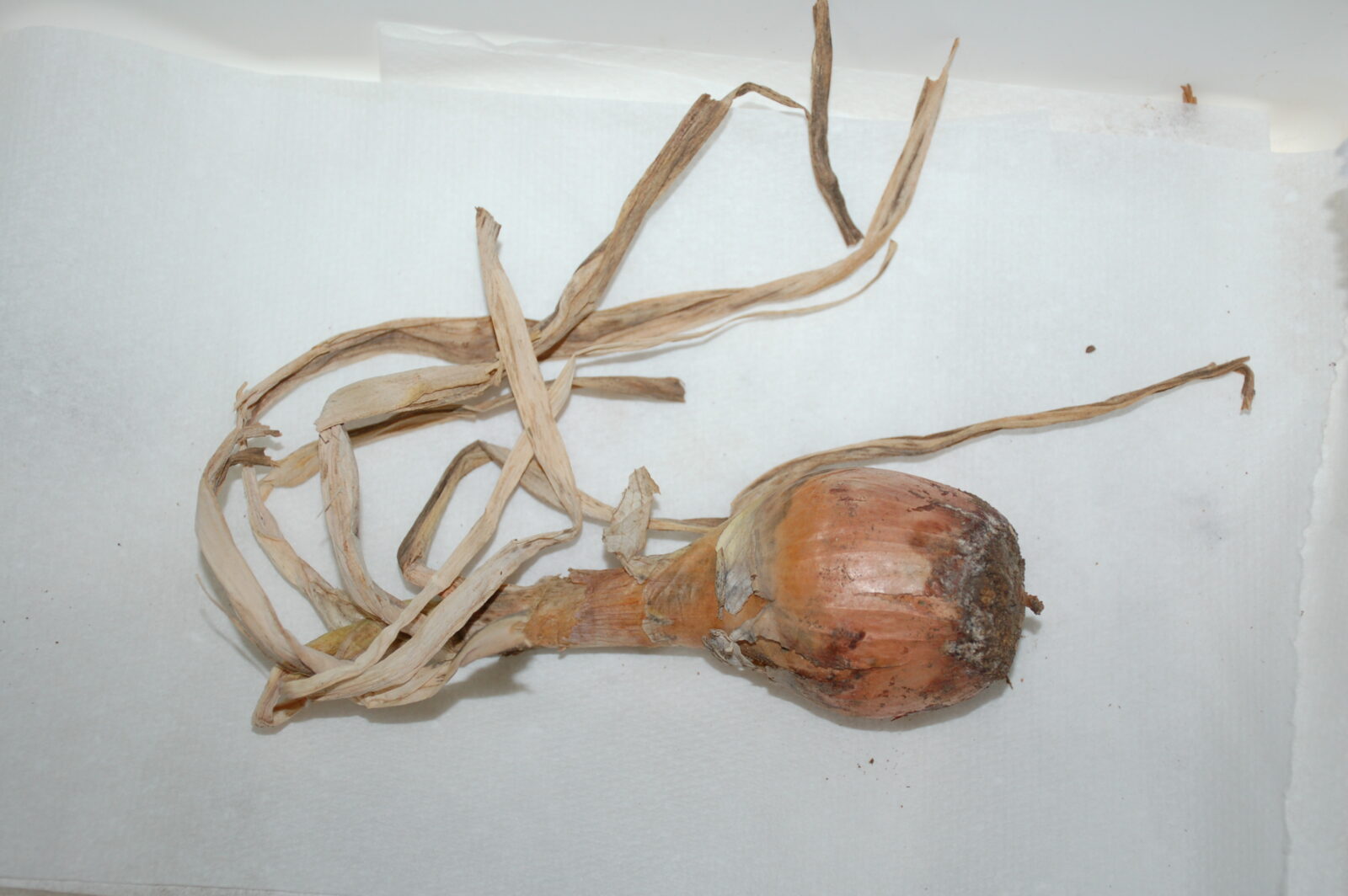 Understanding and managing fusarium basal rot in onions - AUSVEG