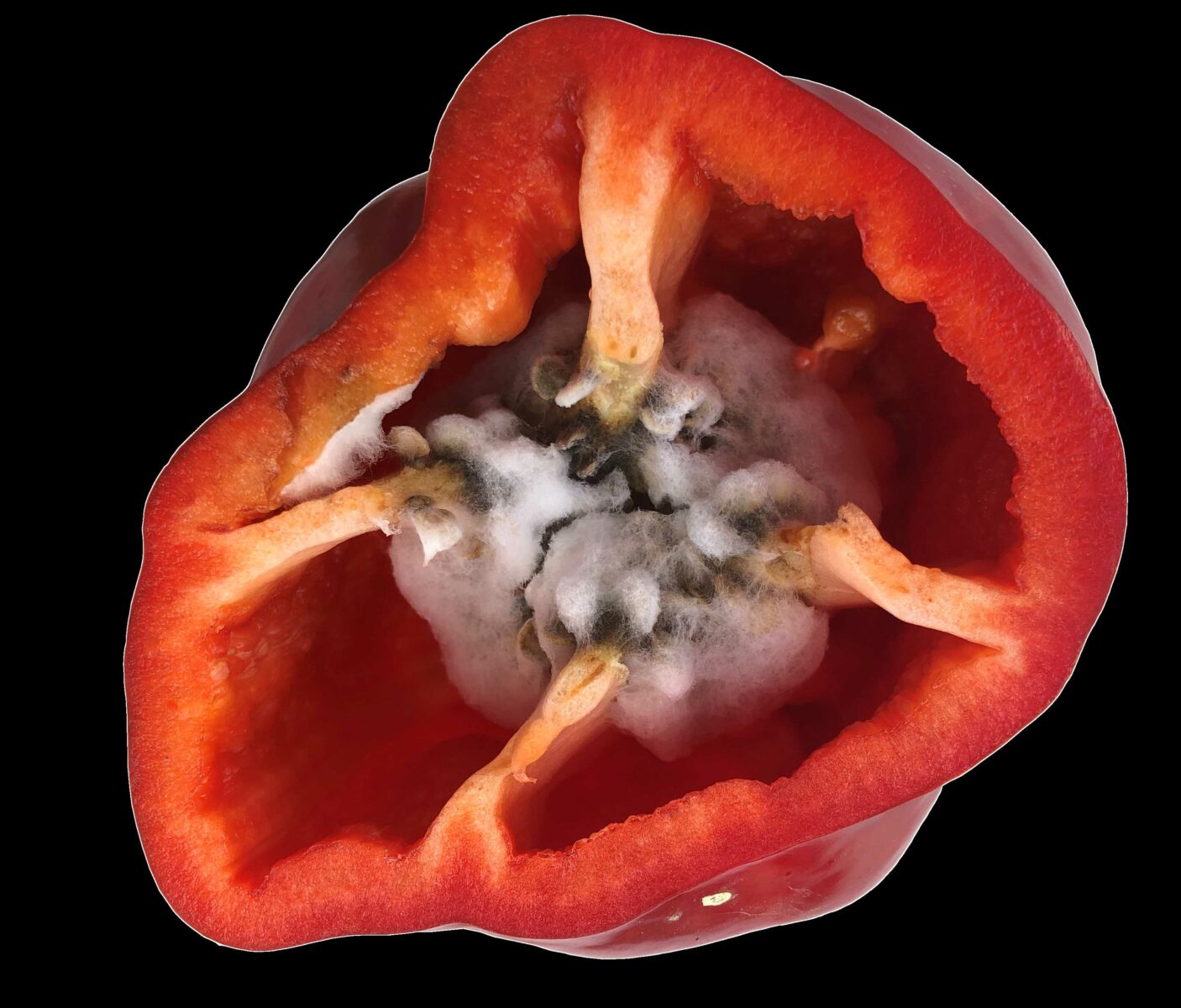 The hidden menace: tackling internal fruit rot in capsicum - AUSVEG