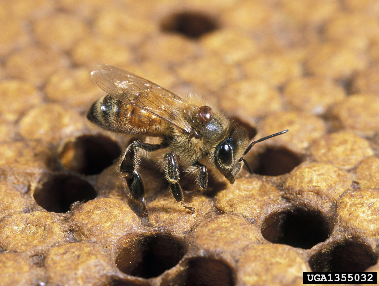 Varroa mite - what to consider now that it's here - AUSVEG
