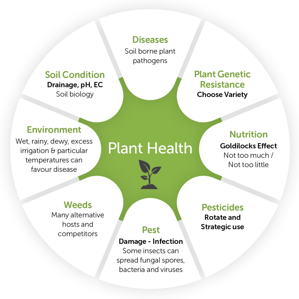 Managing soil borne diseases in onion crops - AUSVEG