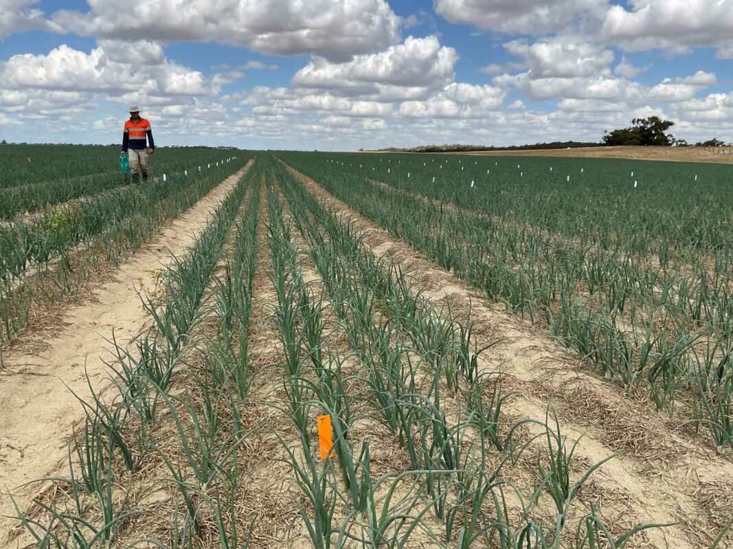 Harvest of onion trials in SA continue to shed light on detection and ...