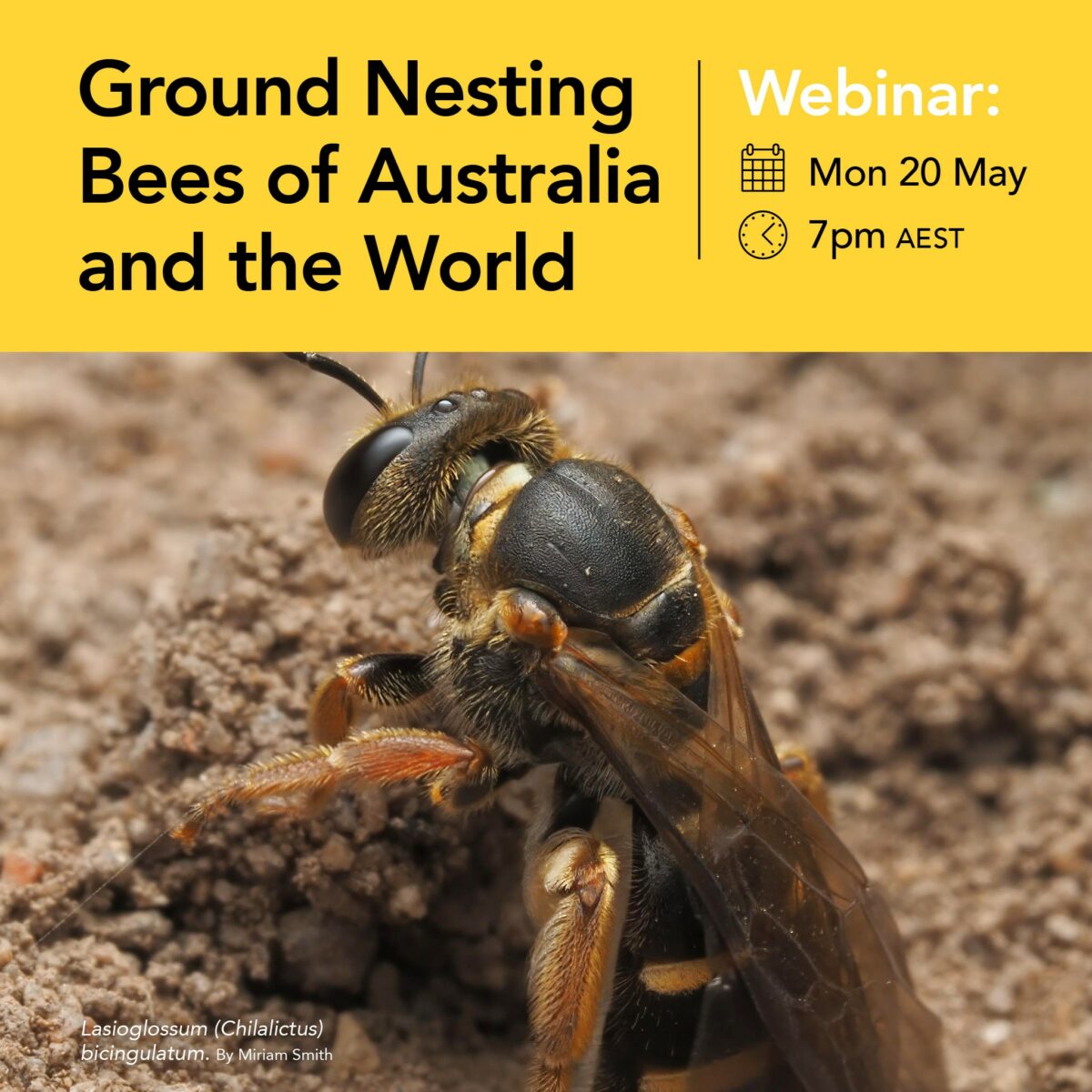 Ground Nesting Bees of Australia and the World | AUSVEG