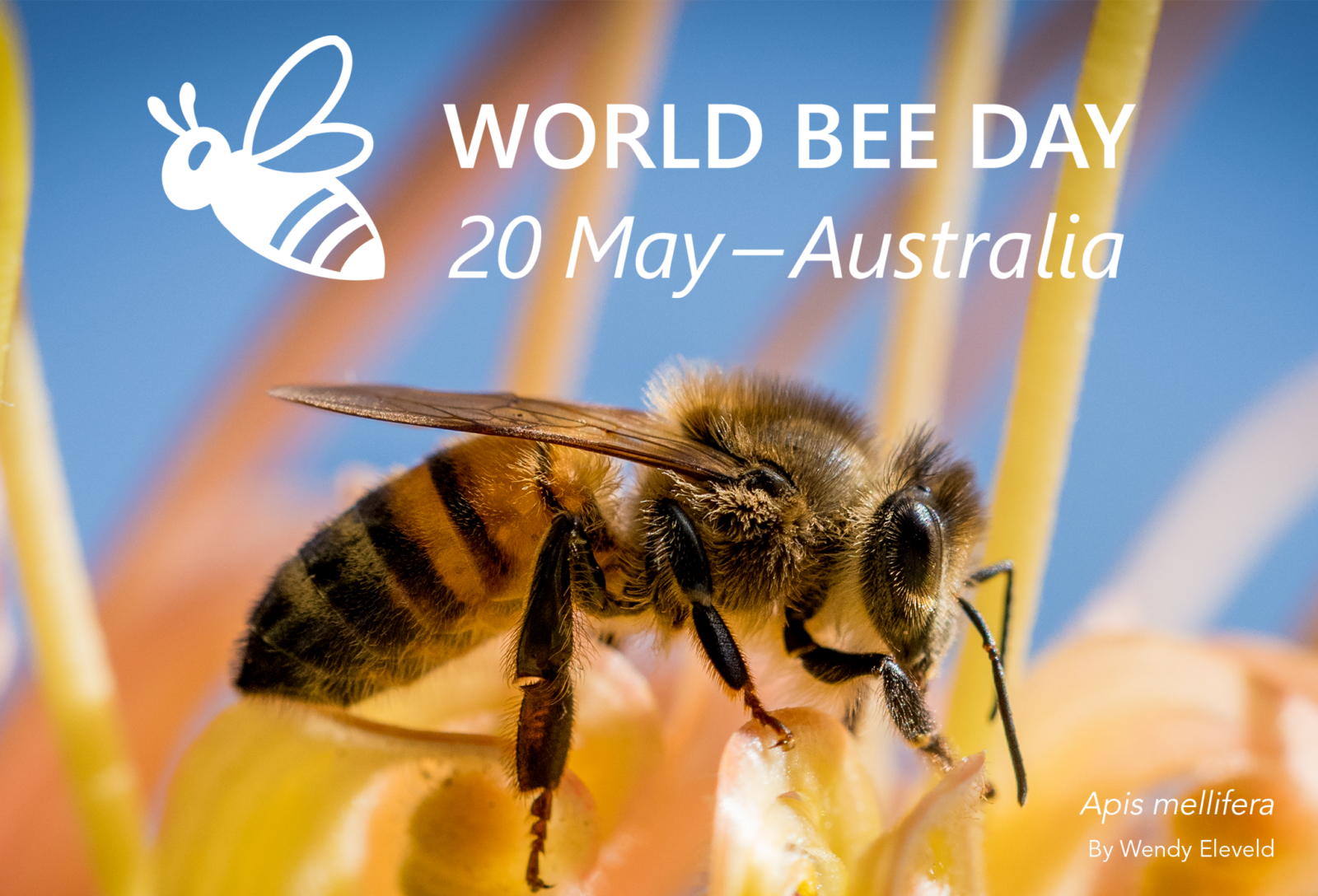 World Bee Day | AUSVEG