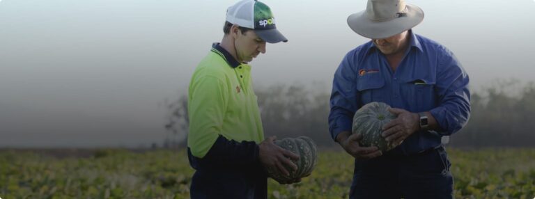 Chewing and biting pests | AUSVEG