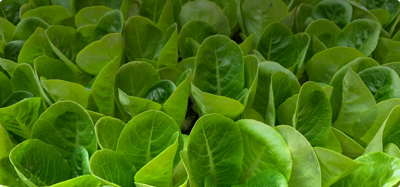 About AUSVEG | AUSVEG