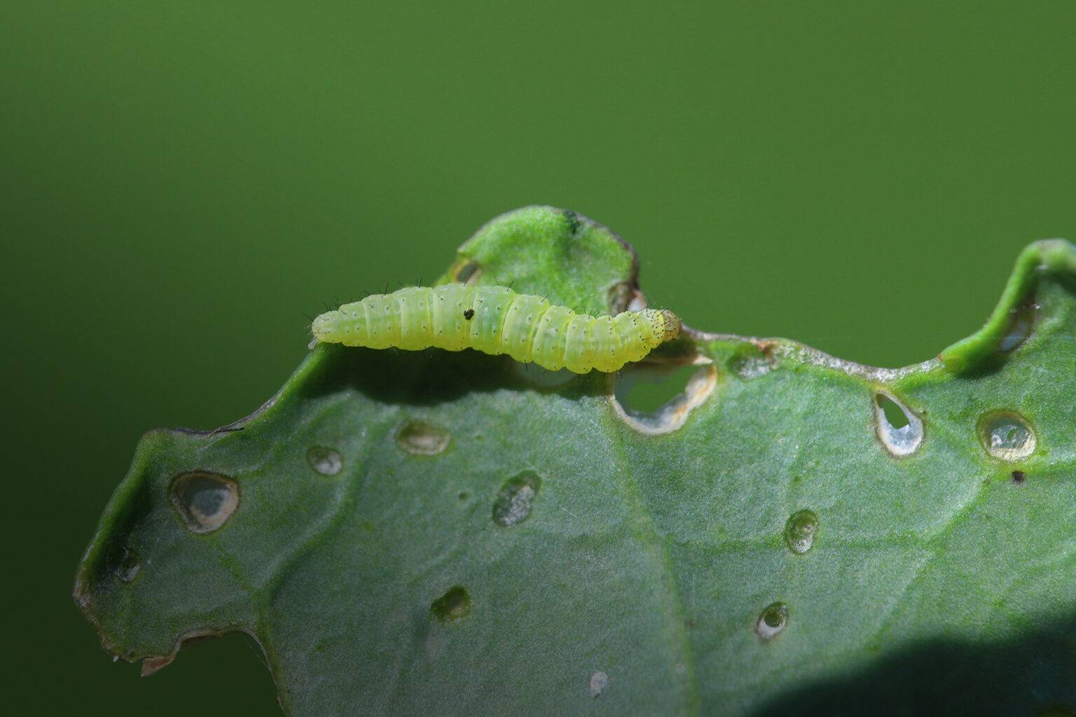 Chewing and biting pests | AUSVEG