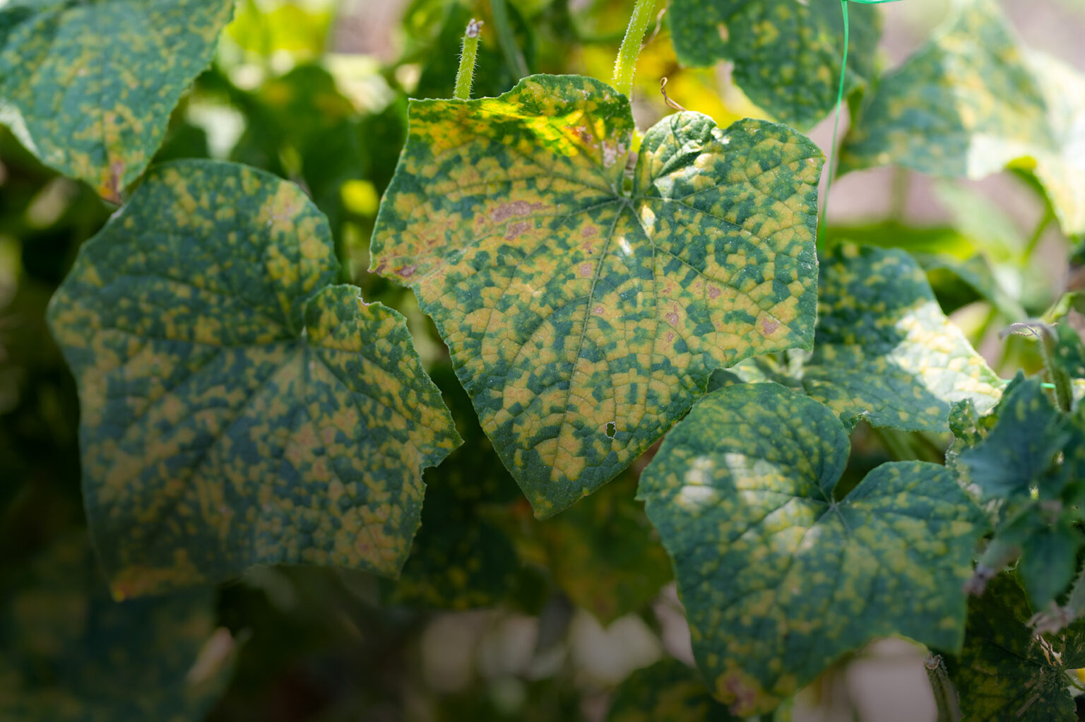 Fungal diseases in vegetable crops | AUSVEG