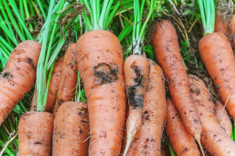 Exotic Plant Pest Profile: Carrot rust fly - AUSVEG