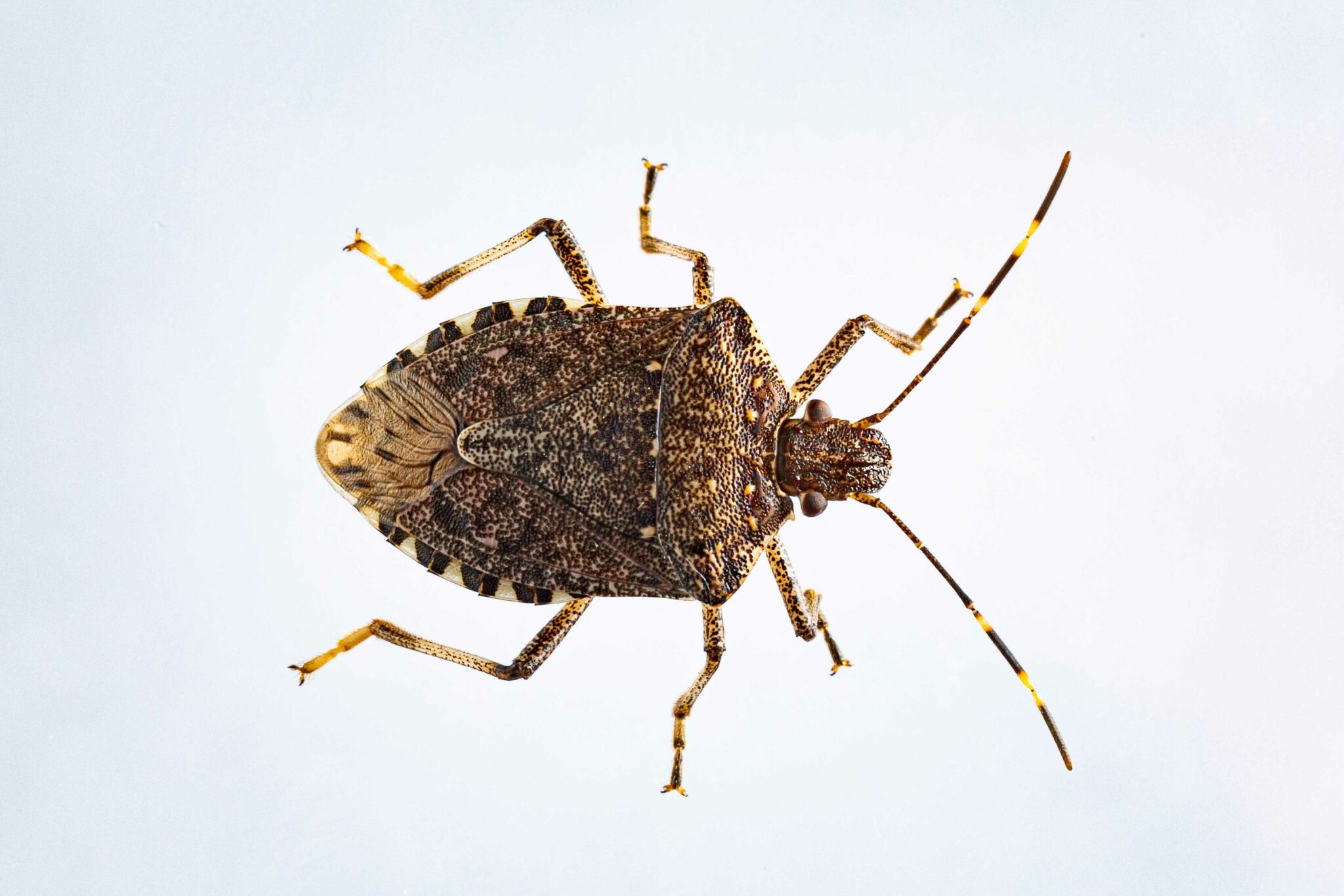 It's Brown Marmorated Stink Bug season - are you prepared? - AUSVEG