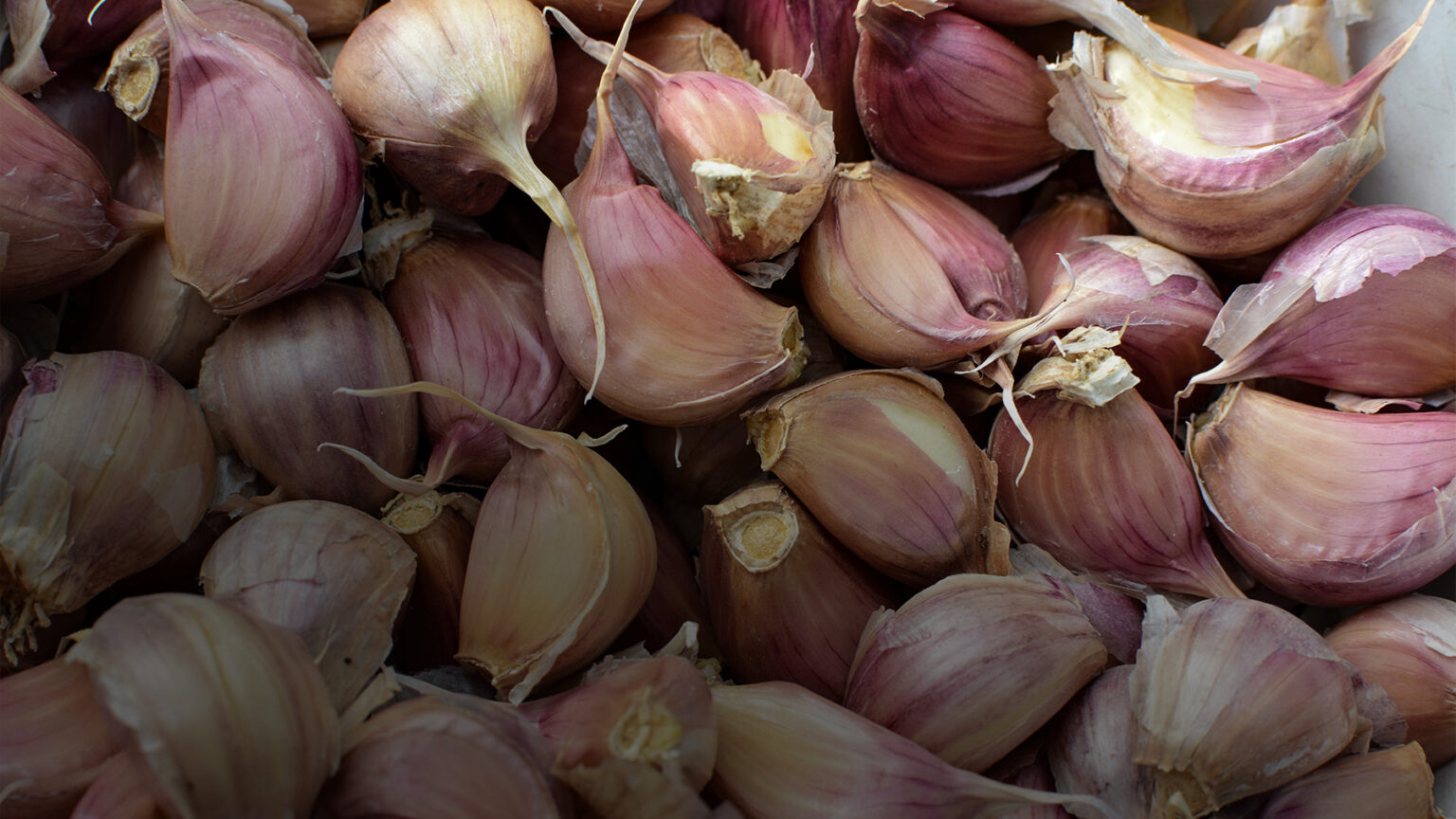 Australian Garlic Industry Association | AUSVEG