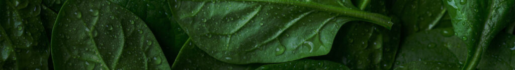 Boomaroo Nurseries | AUSVEG