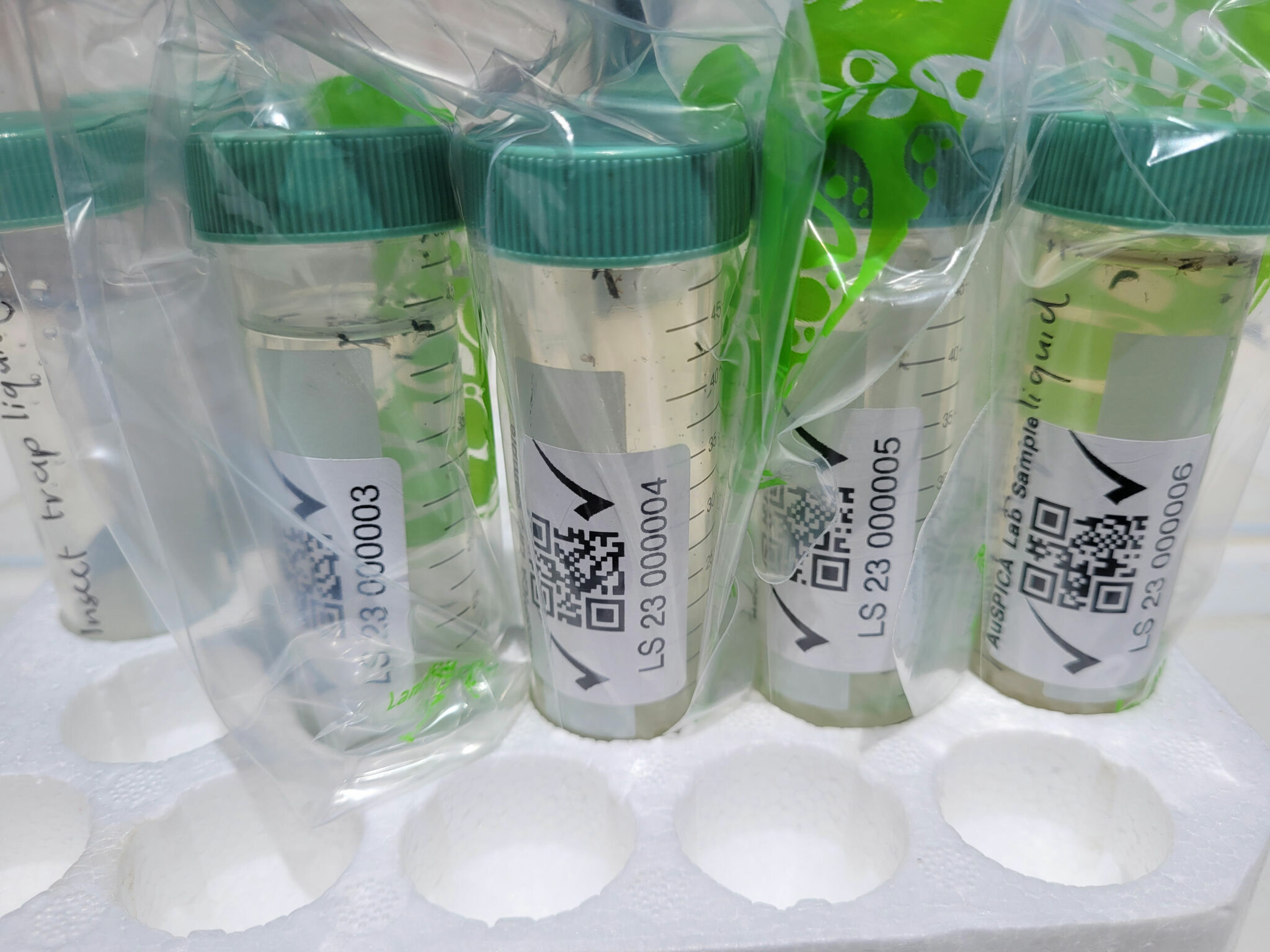 Effective insect trap monitoring for aphids, thrips, and tomato potato ...