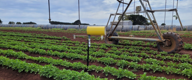 Effective insect trap monitoring for aphids, thrips, and tomato potato ...