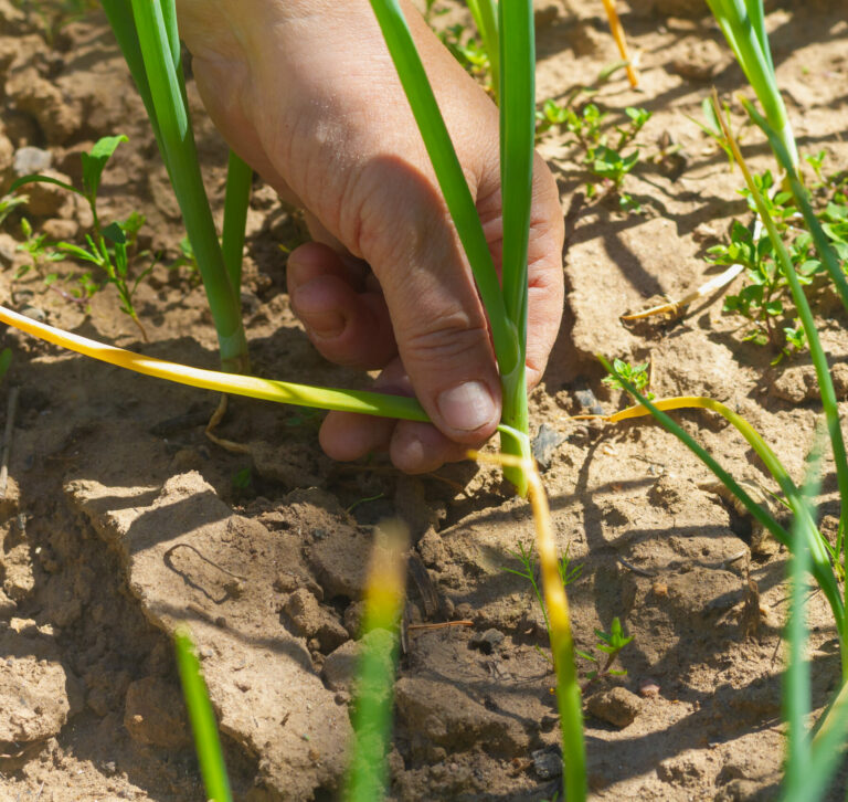 Frontline Exotic Pest Profile: Onion fly - AUSVEG