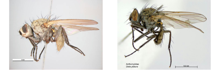 Frontline Exotic Pest Profile: Onion fly - AUSVEG