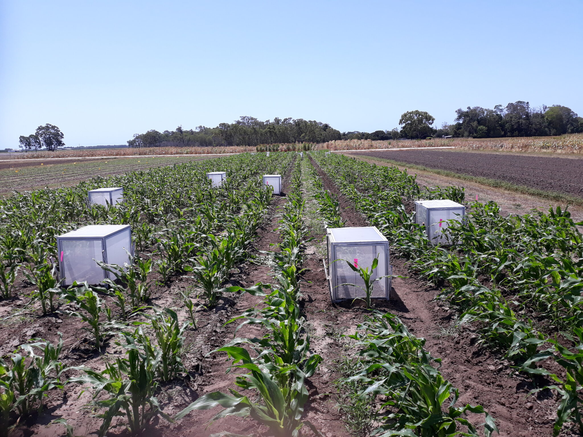 Pupae busting for fall armyworm: a participatory action approach to ...