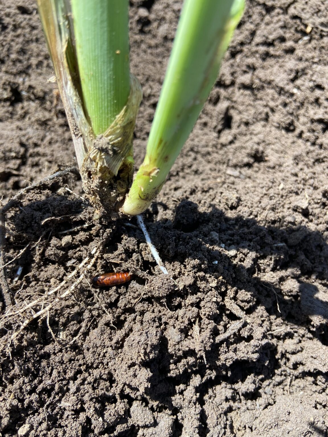 Pupae busting for fall armyworm: a participatory action approach to ...