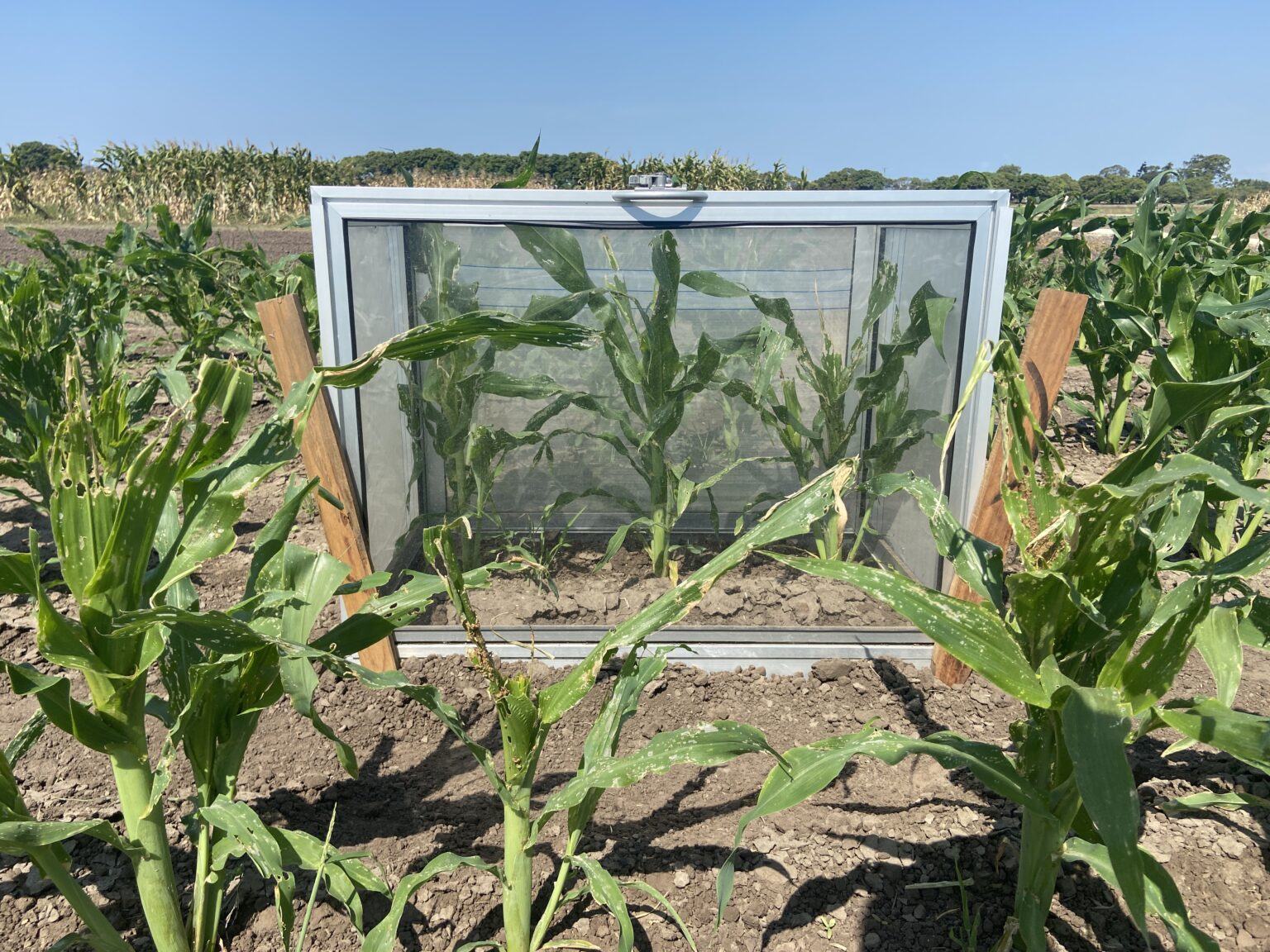 Pupae busting for fall armyworm: a participatory action approach to ...