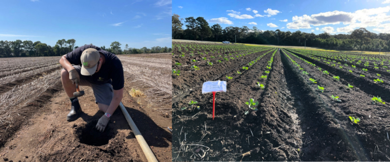 Optimising nitrogen with cover crops: Oakdale (NSW) demonstration site ...
